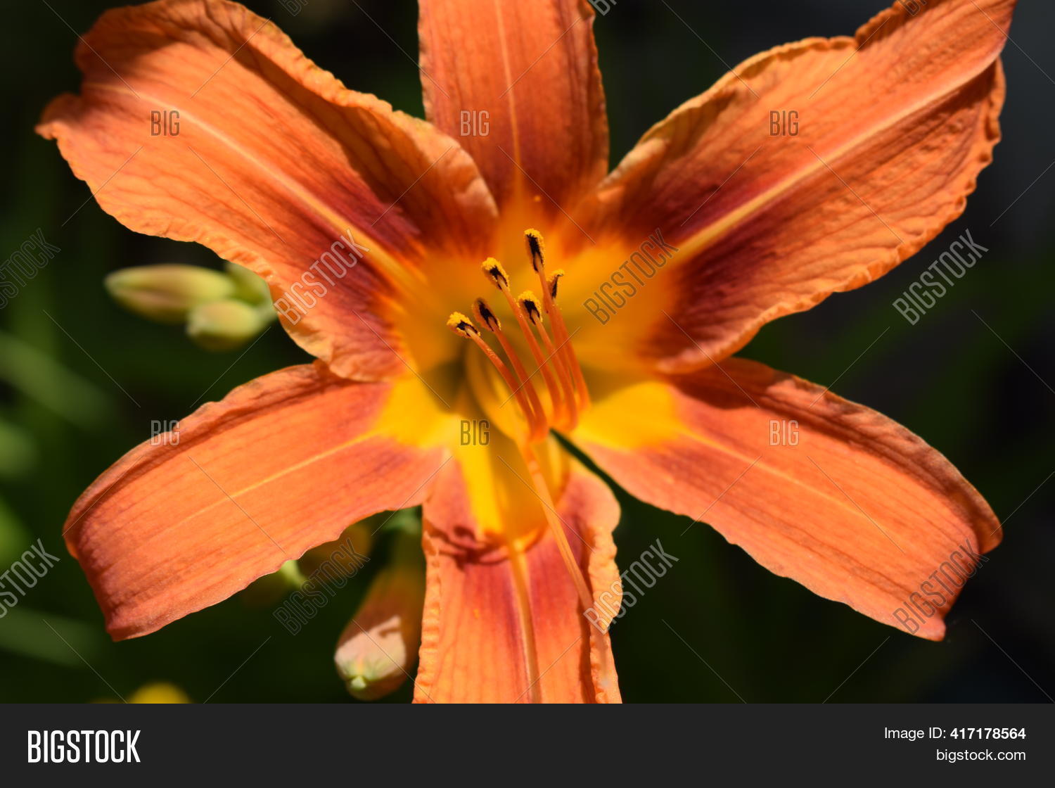 Orange Lily Flowers Image & Photo (Free Trial) | Bigstock