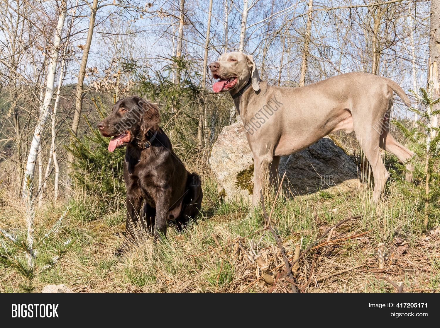 Hunting Dogs Forest. Image & Photo (Free Trial) | Bigstock