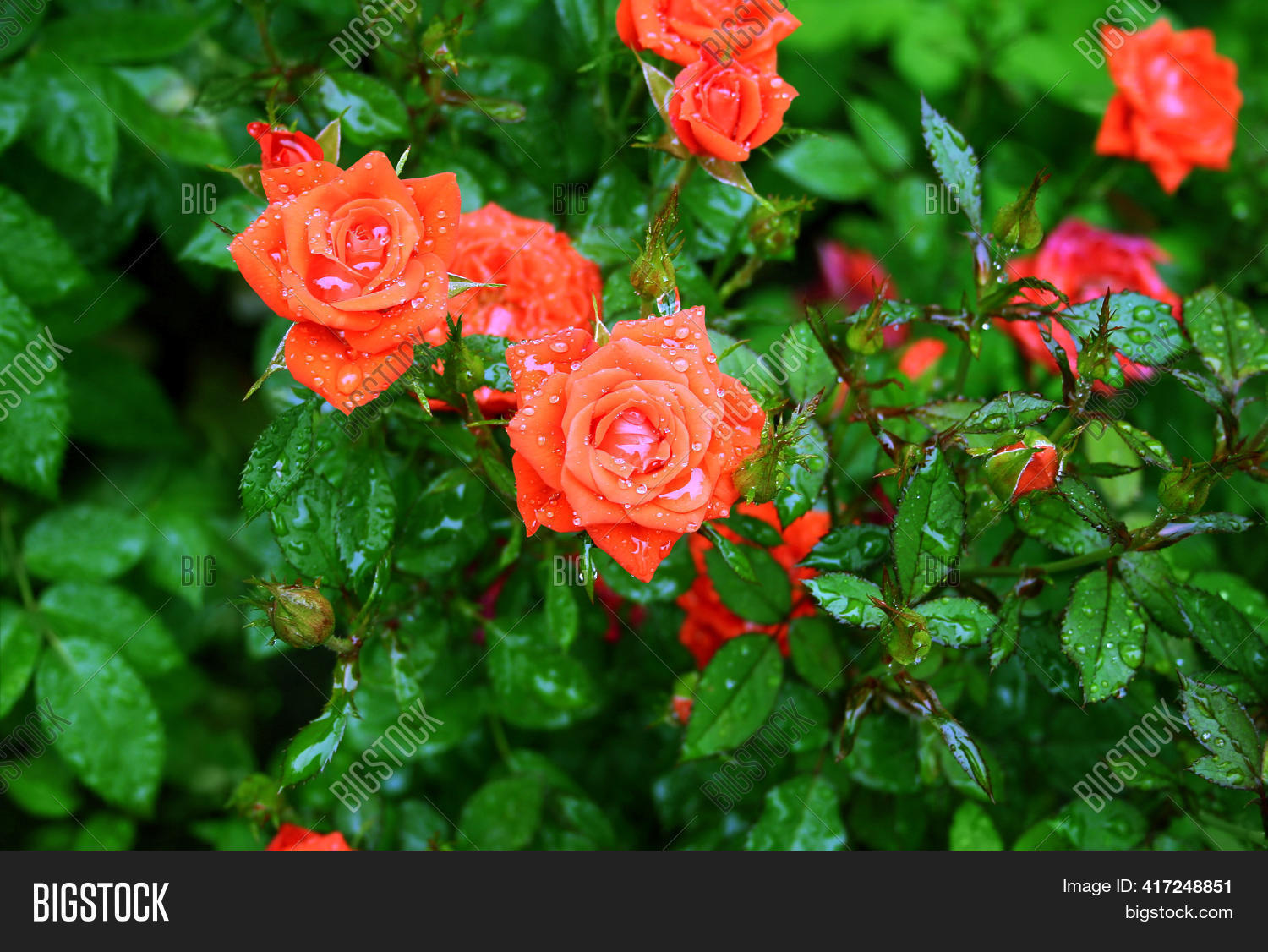Roses Garden. Bush Red Image & Photo (Free Trial) | Bigstock