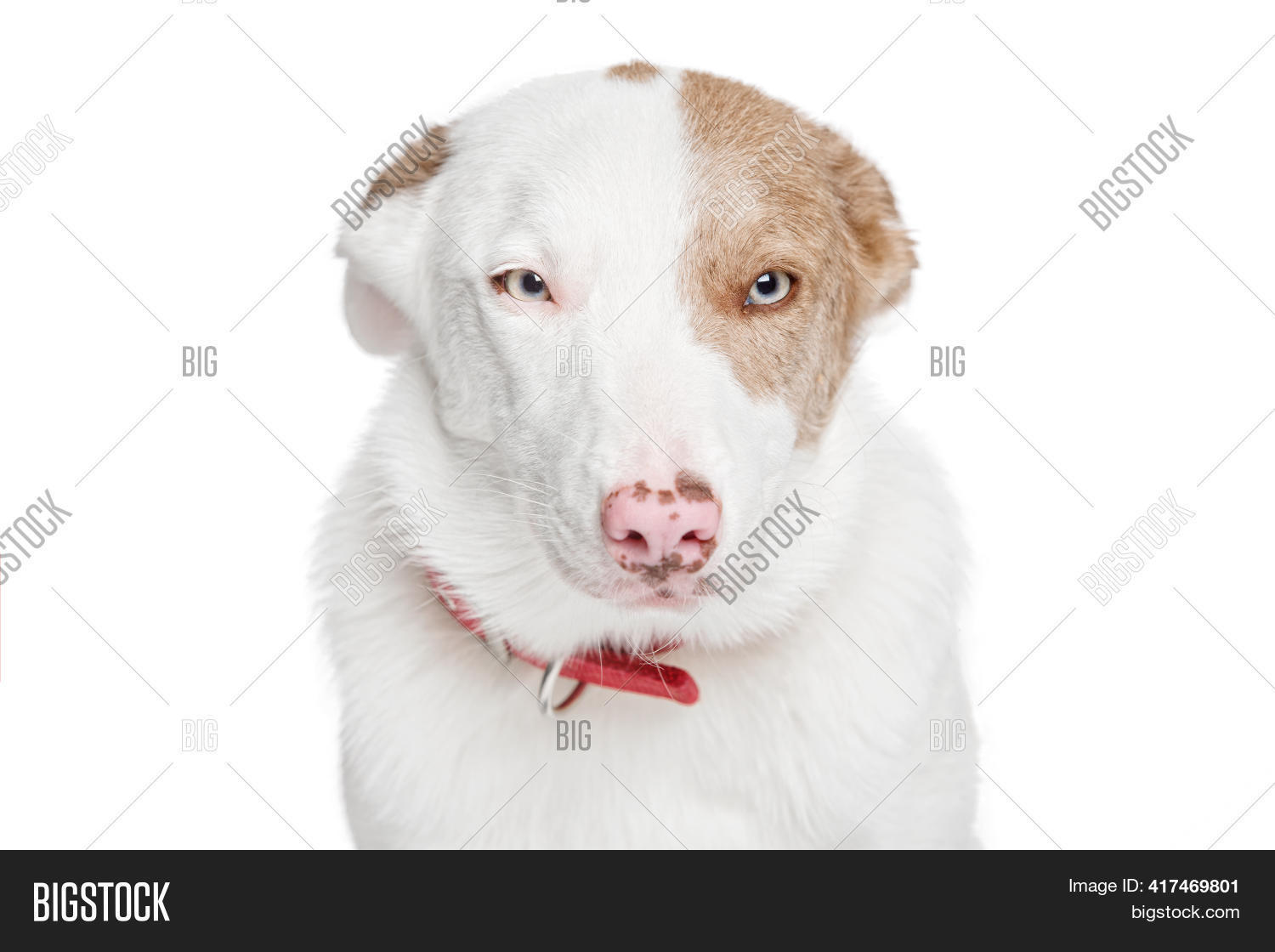 Portrait Funny Dog Sly Image & Photo (Free Trial) | Bigstock