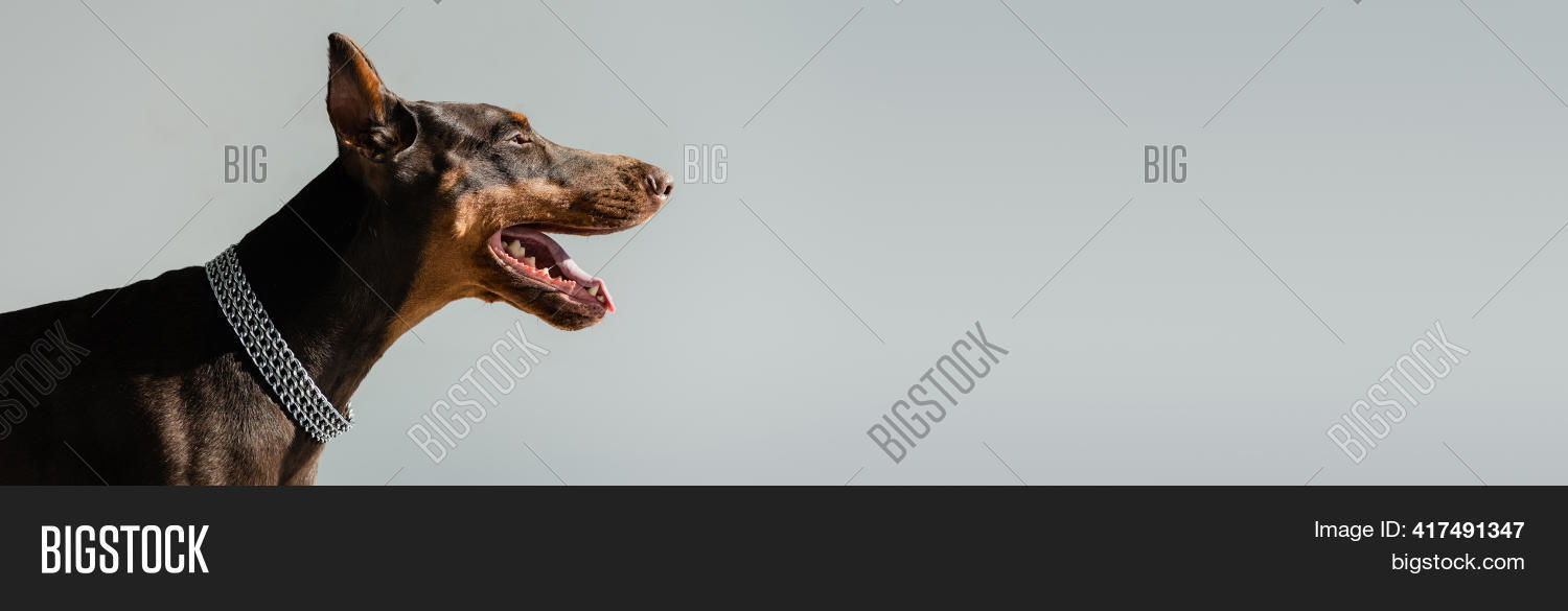 Doberman Chain Collar Image & Photo (Free Trial) | Bigstock