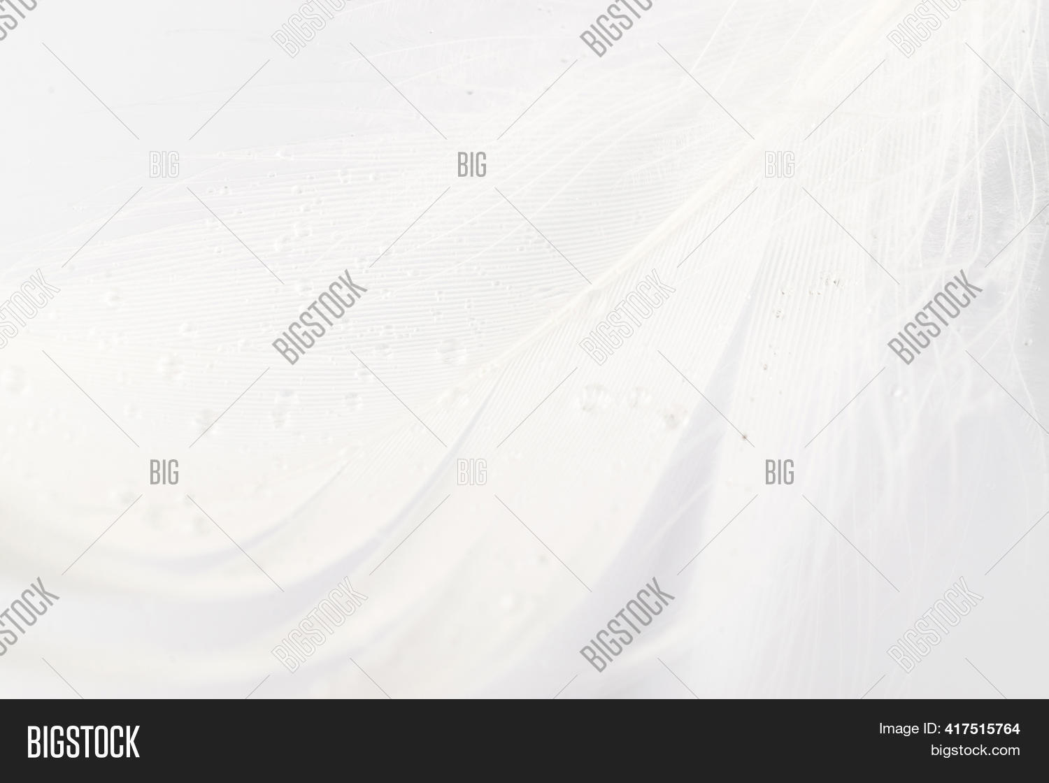 Feather Banner. Image & Photo (Free Trial) | Bigstock