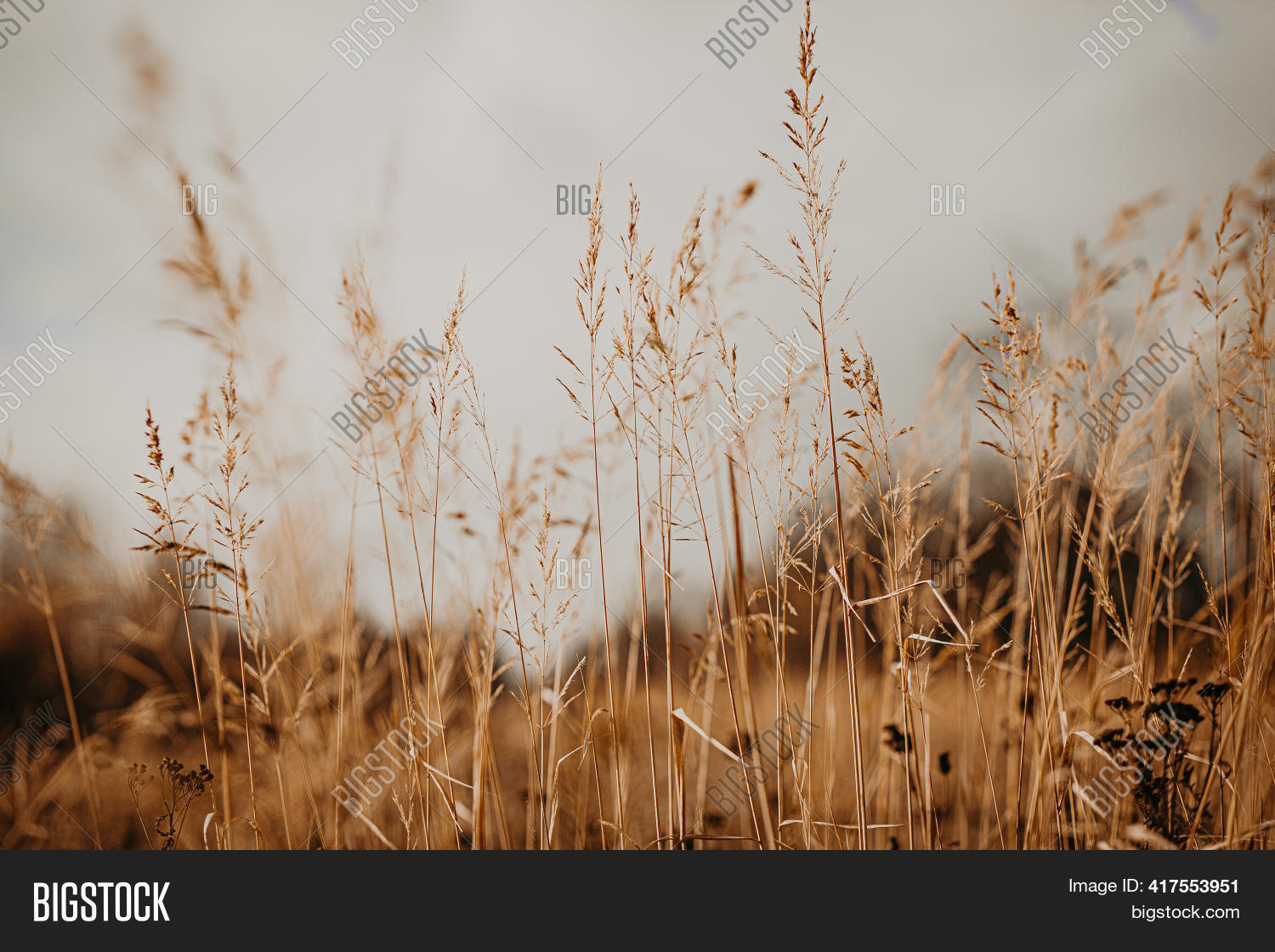 Village Field Dry Tall Image & Photo (Free Trial) | Bigstock