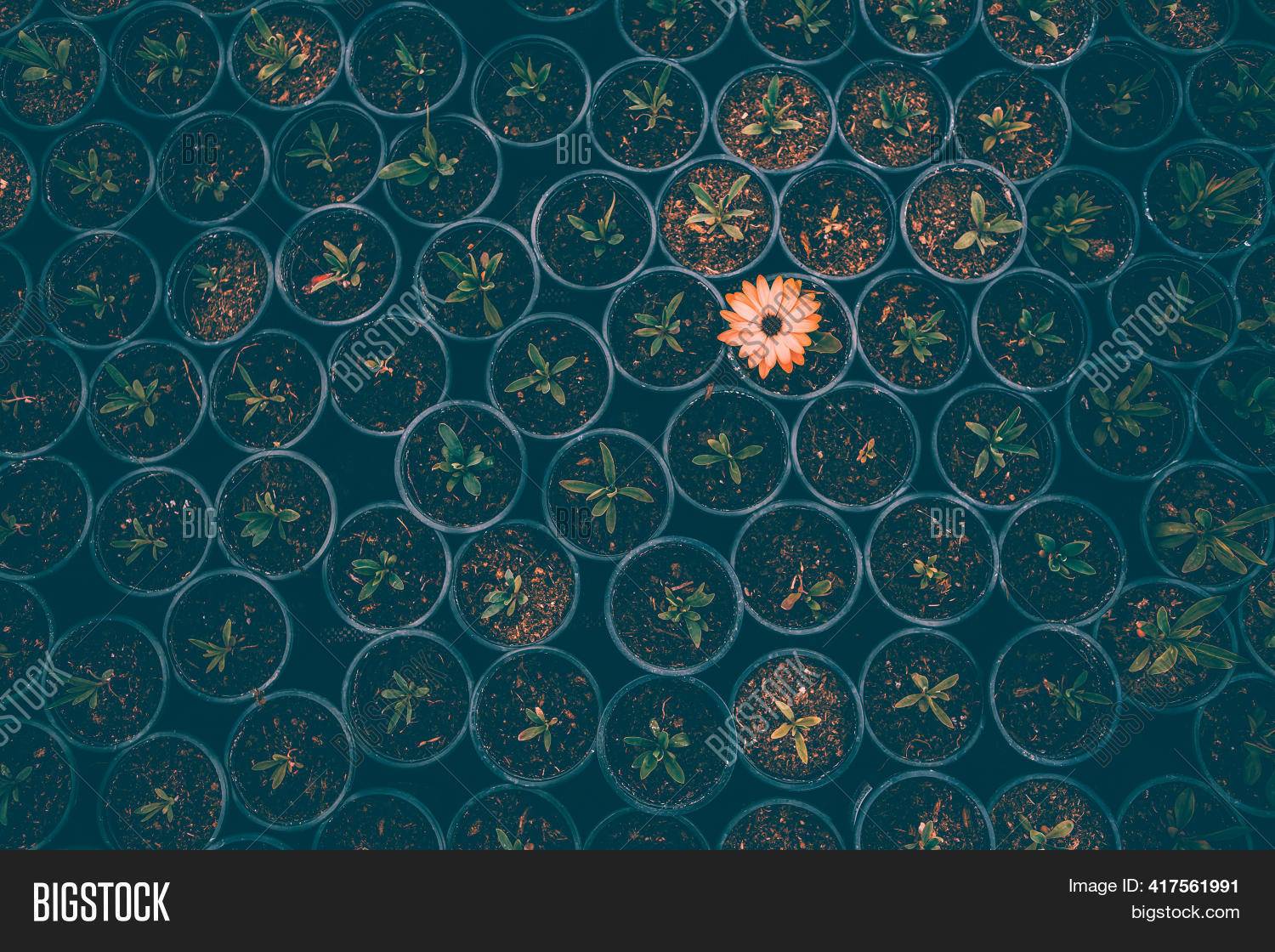 Imagen y foto Bunch Baby Plants (prueba gratis) | Bigstock