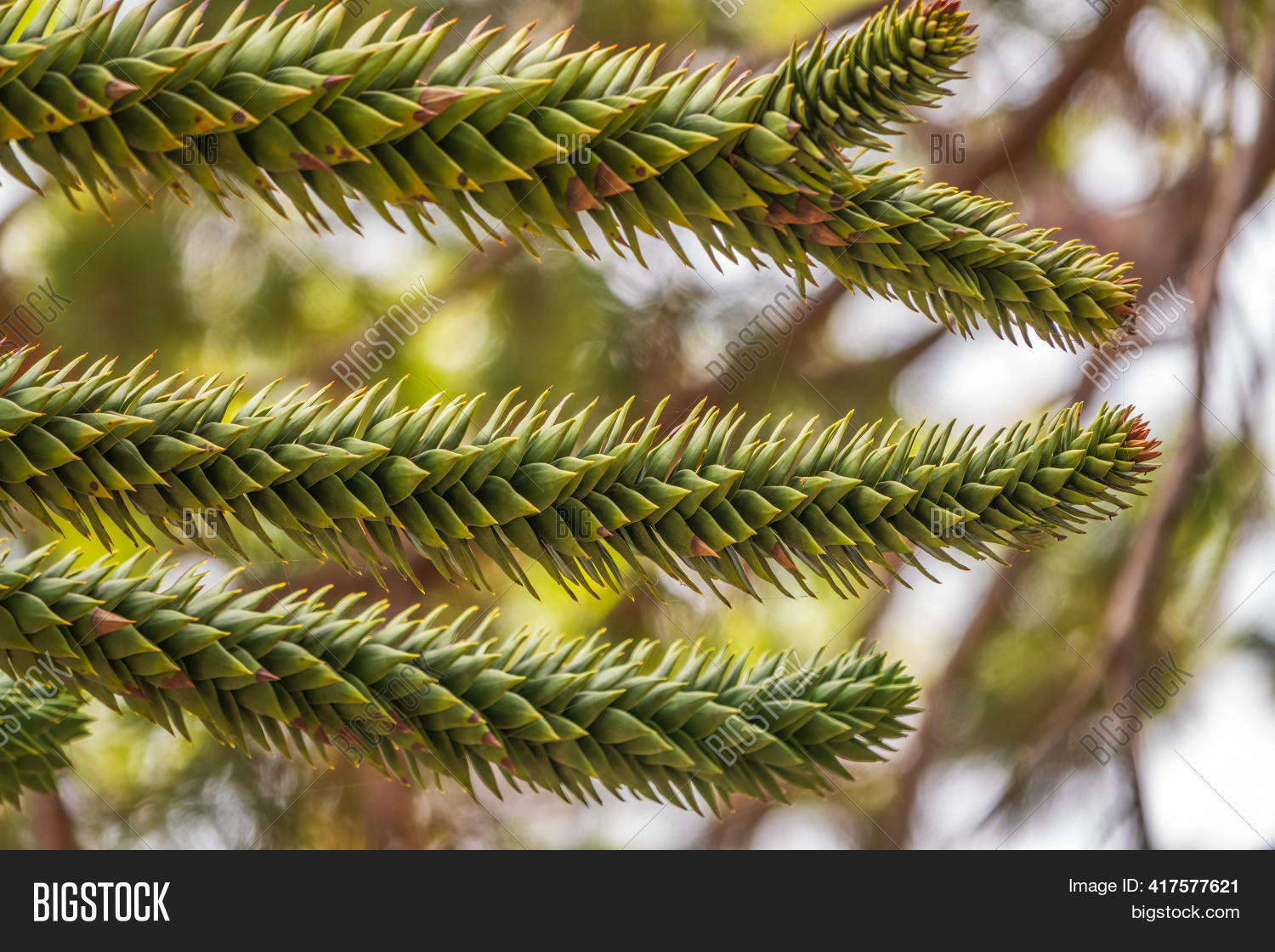 Needles Evergreen Tree Image & Photo (Free Trial) | Bigstock