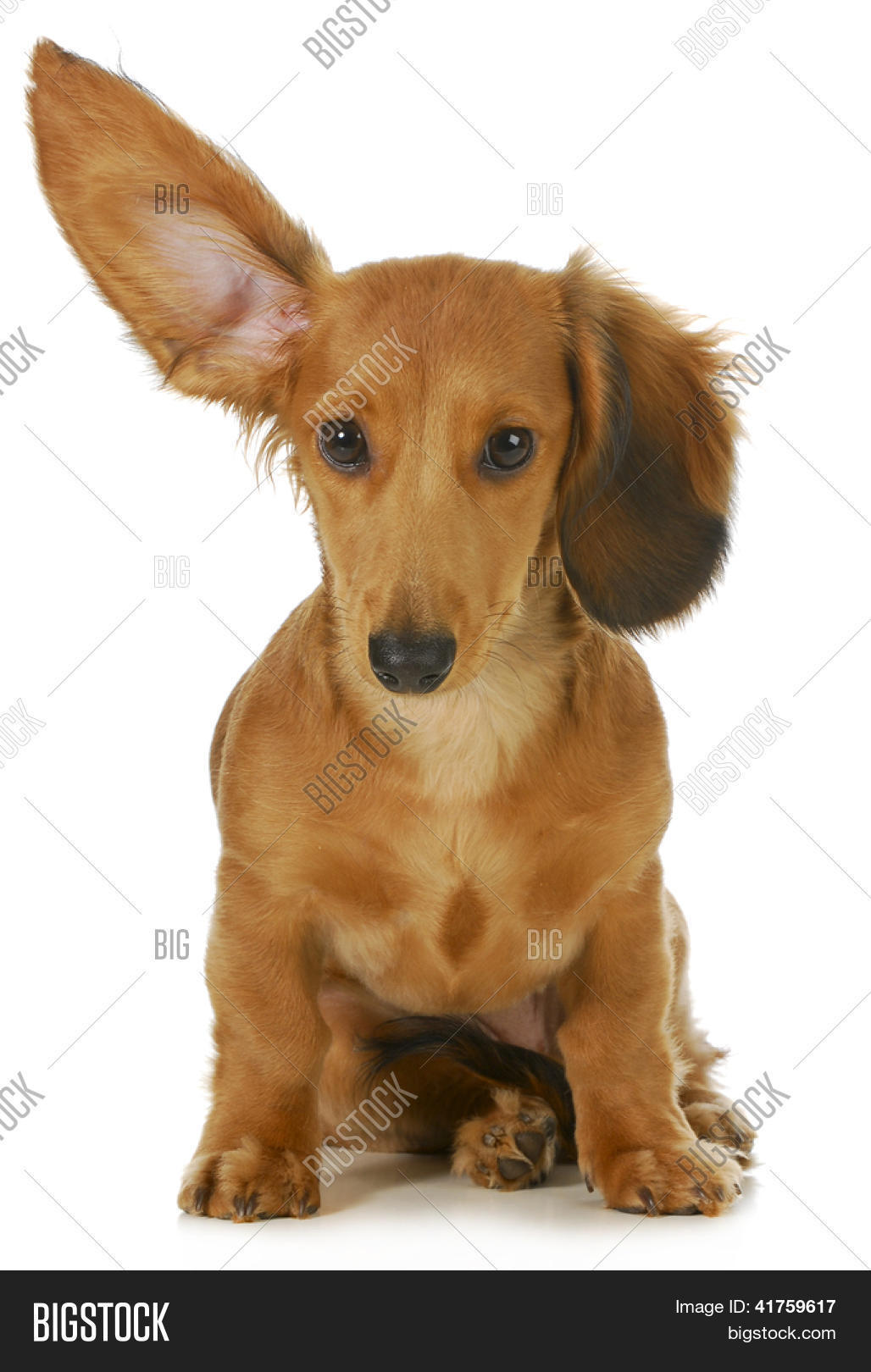 Dog Listening - Image & Photo (Free Trial) | Bigstock