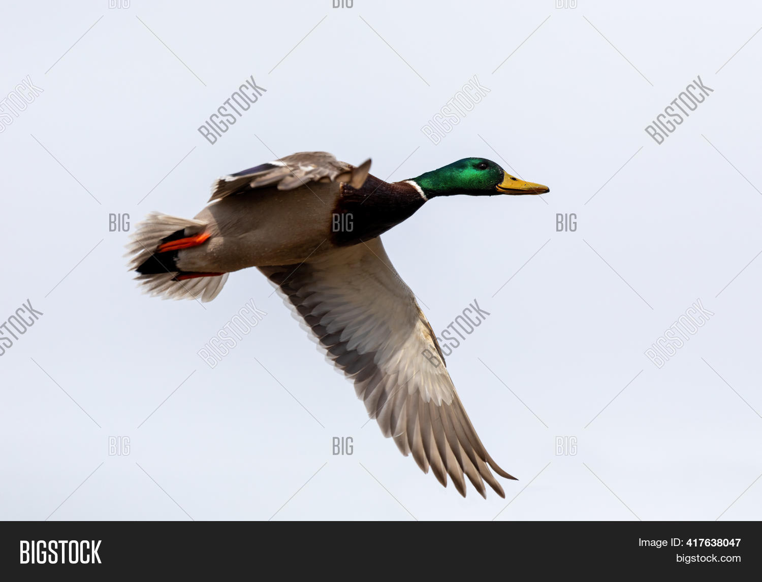 Male Duck Flying Over Image & Photo (Free Trial) | Bigstock