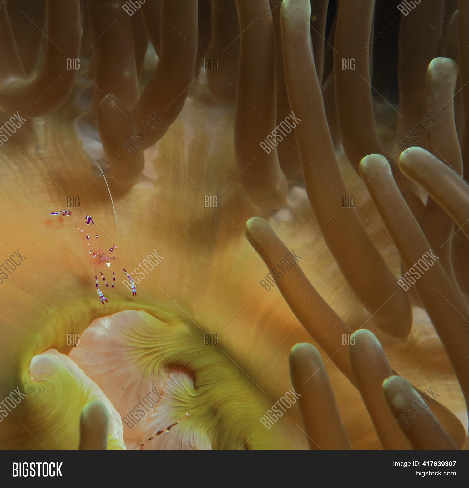Tiny Cleaner Shrimp On Image & Photo (Free Trial) | Bigstock