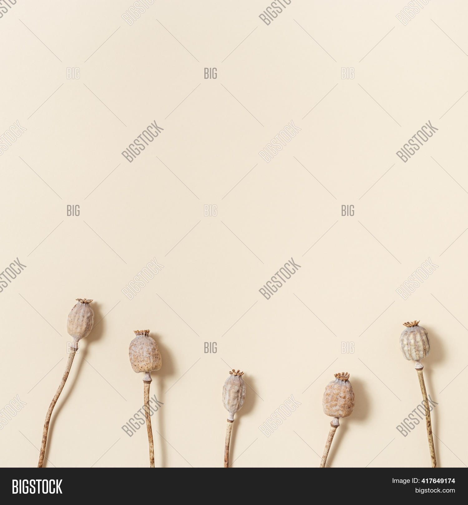 Dry Poppy On Beige Image & Photo (Free Trial) | Bigstock