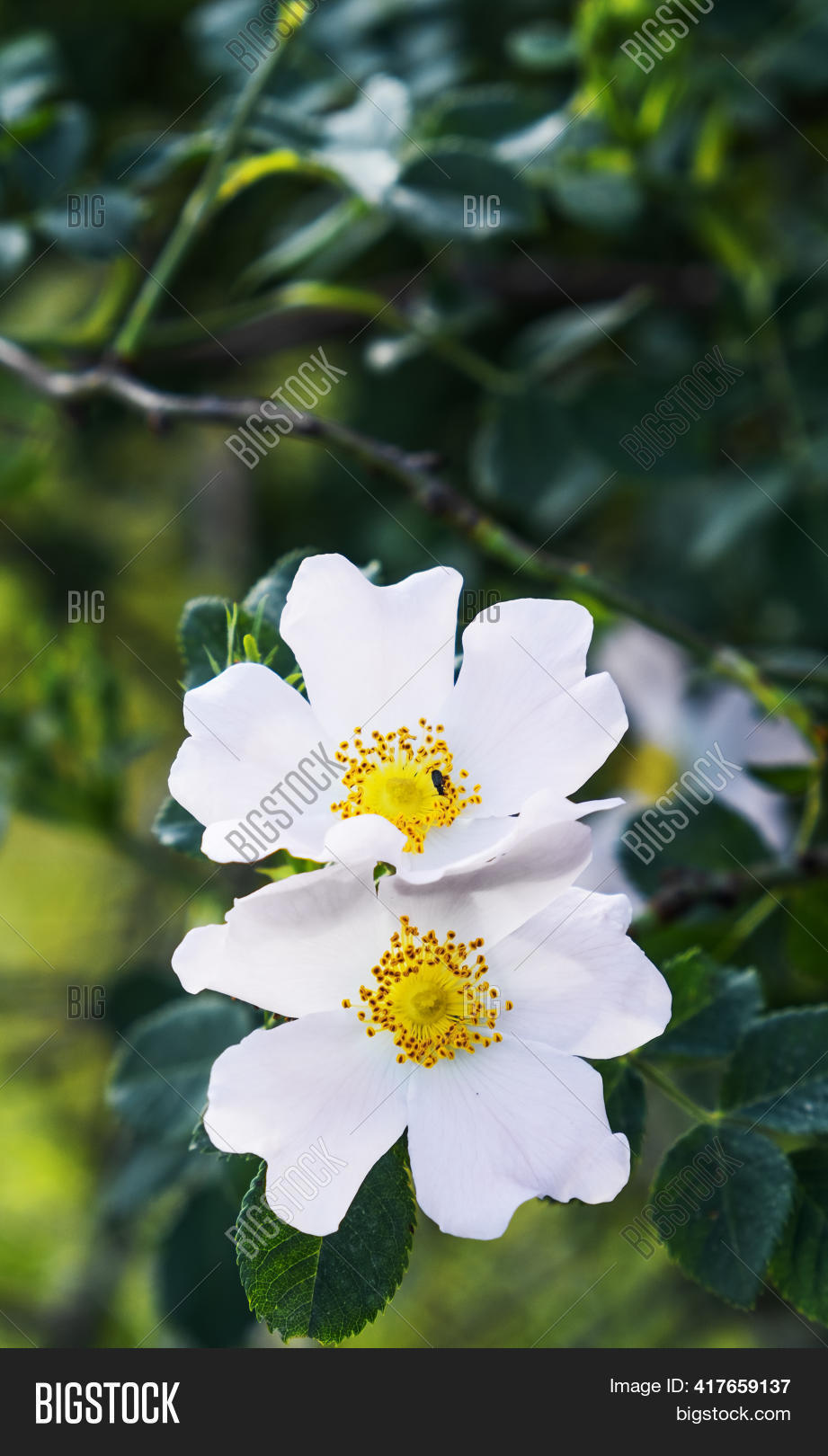 Two Cistus Flowers Image & Photo (Free Trial) | Bigstock