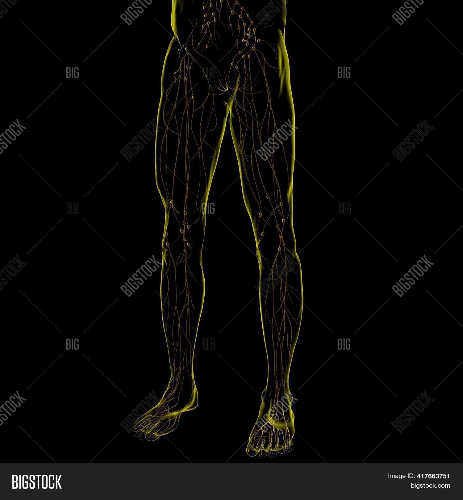 Human Lymph Nodes Image & Photo (Free Trial) | Bigstock
