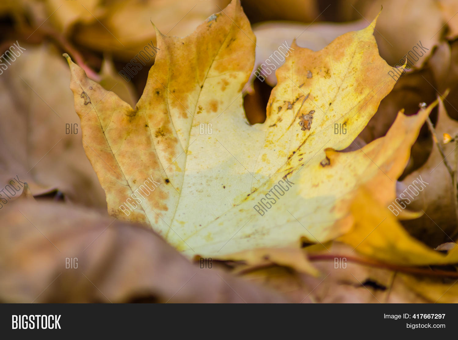 Novi Sad, Serbia - Image & Photo (Free Trial) | Bigstock