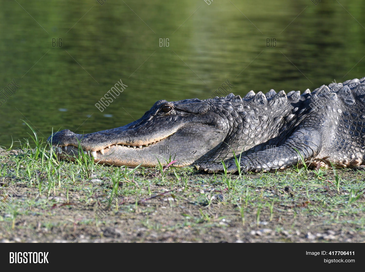 American Alligator, Image & Photo (Free Trial) | Bigstock