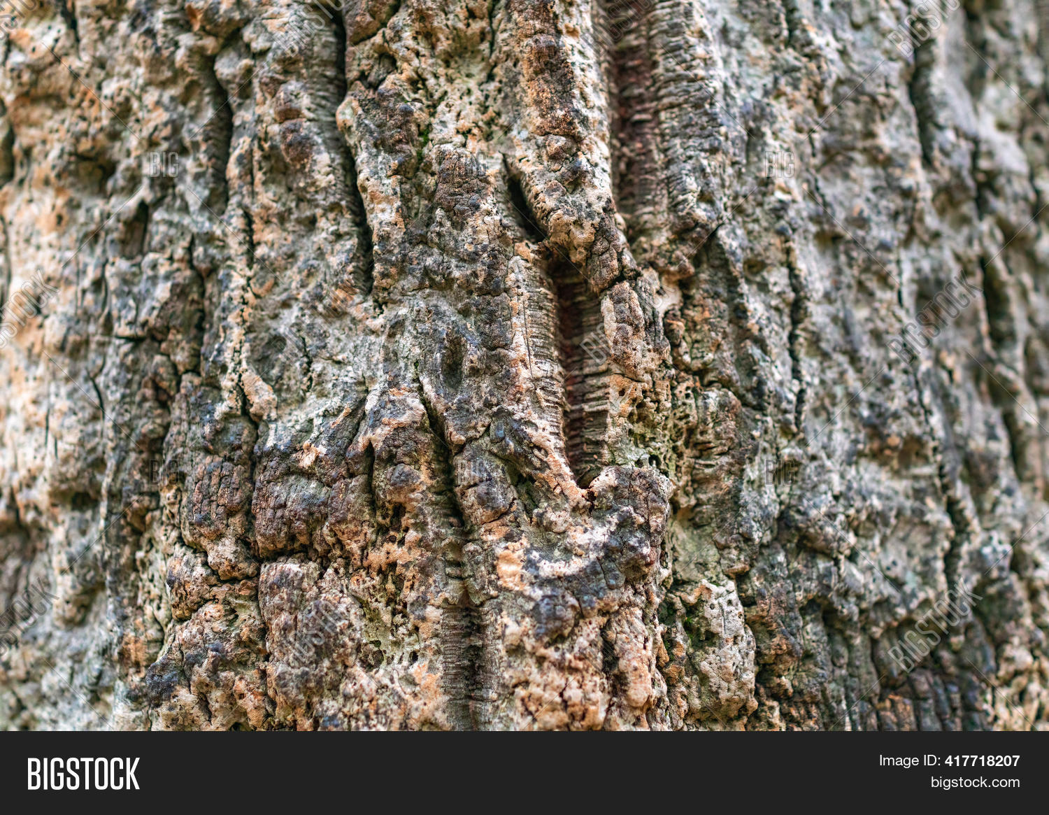 Oak Tree Bark Background