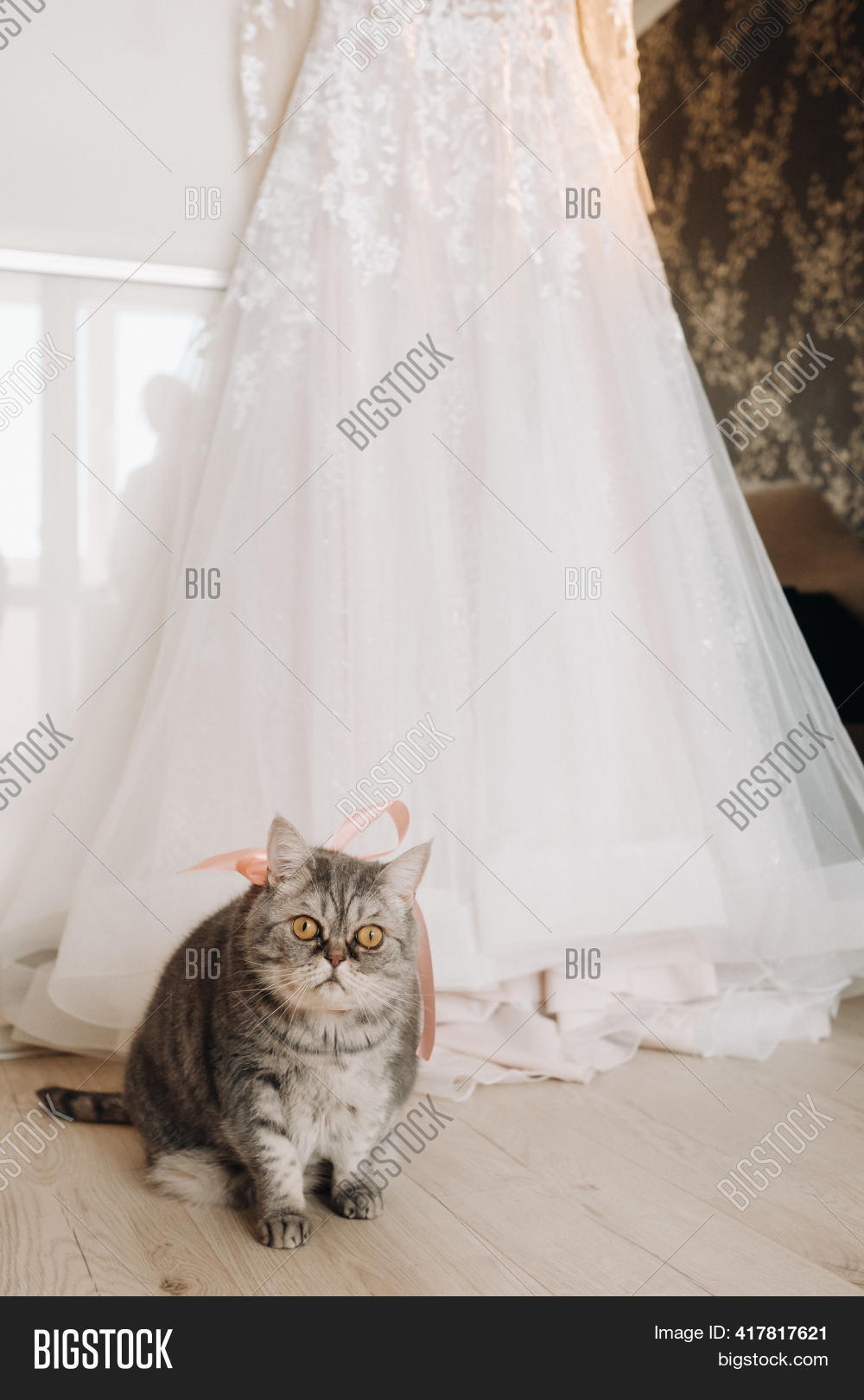 Fluffy Gray House Cat Image & Photo (Free Trial) | Bigstock