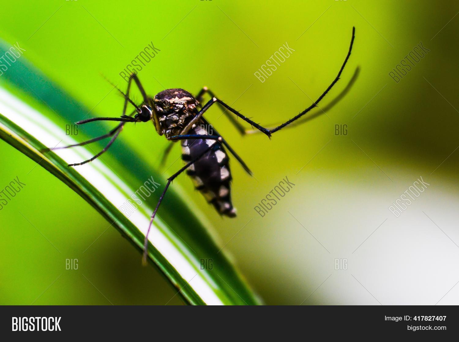 Mosquitoes Eating Image & Photo (Free Trial) | Bigstock