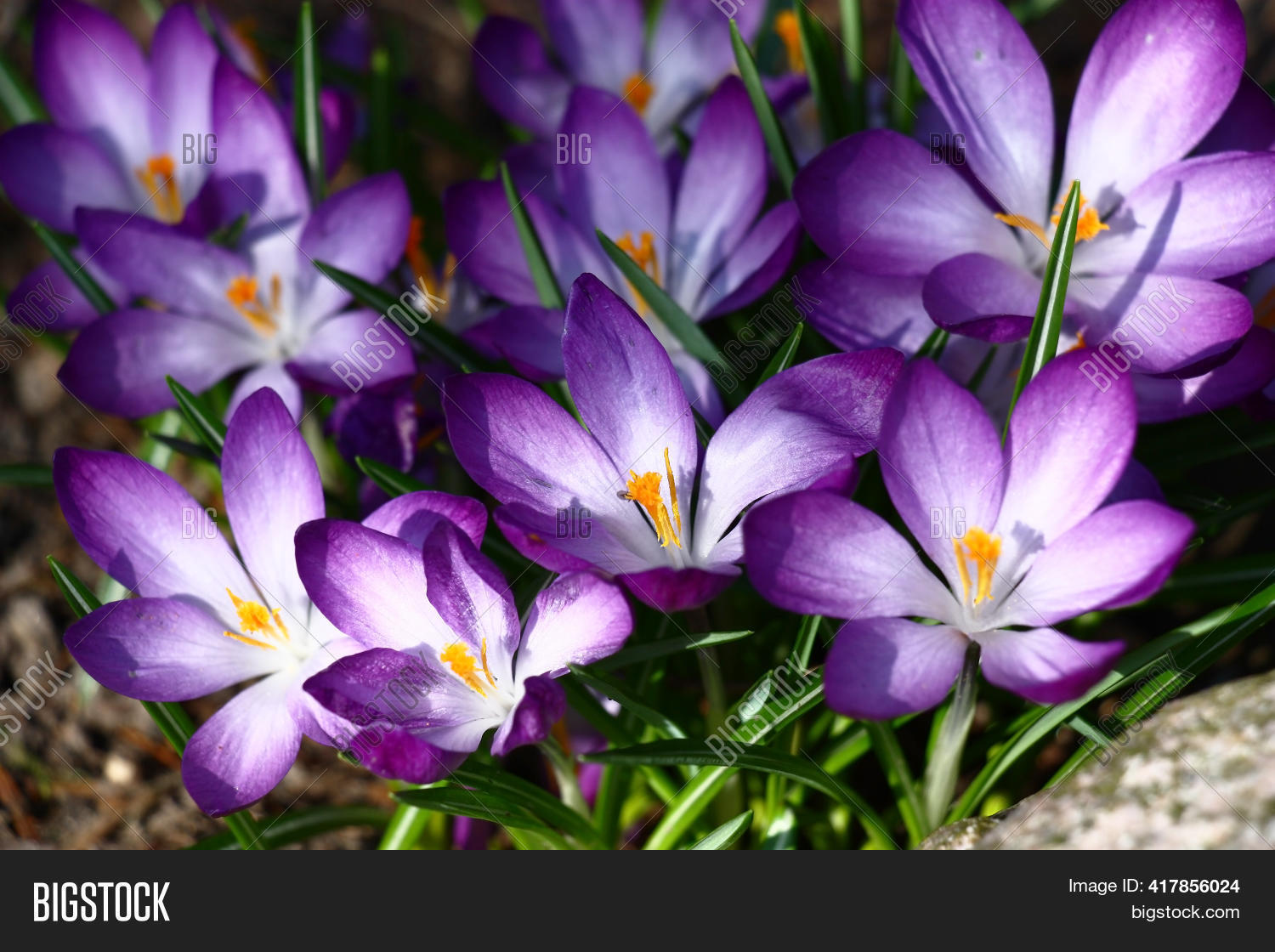 Sunny Spring Day. Image & Photo (Free Trial) | Bigstock