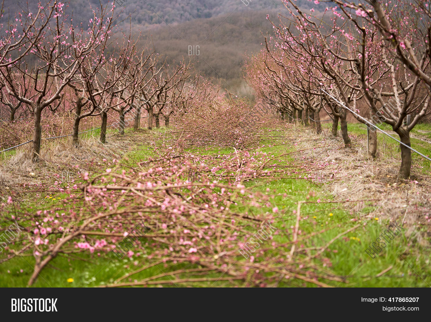 Blooming Peach Orchard Image & Photo (Free Trial) | Bigstock