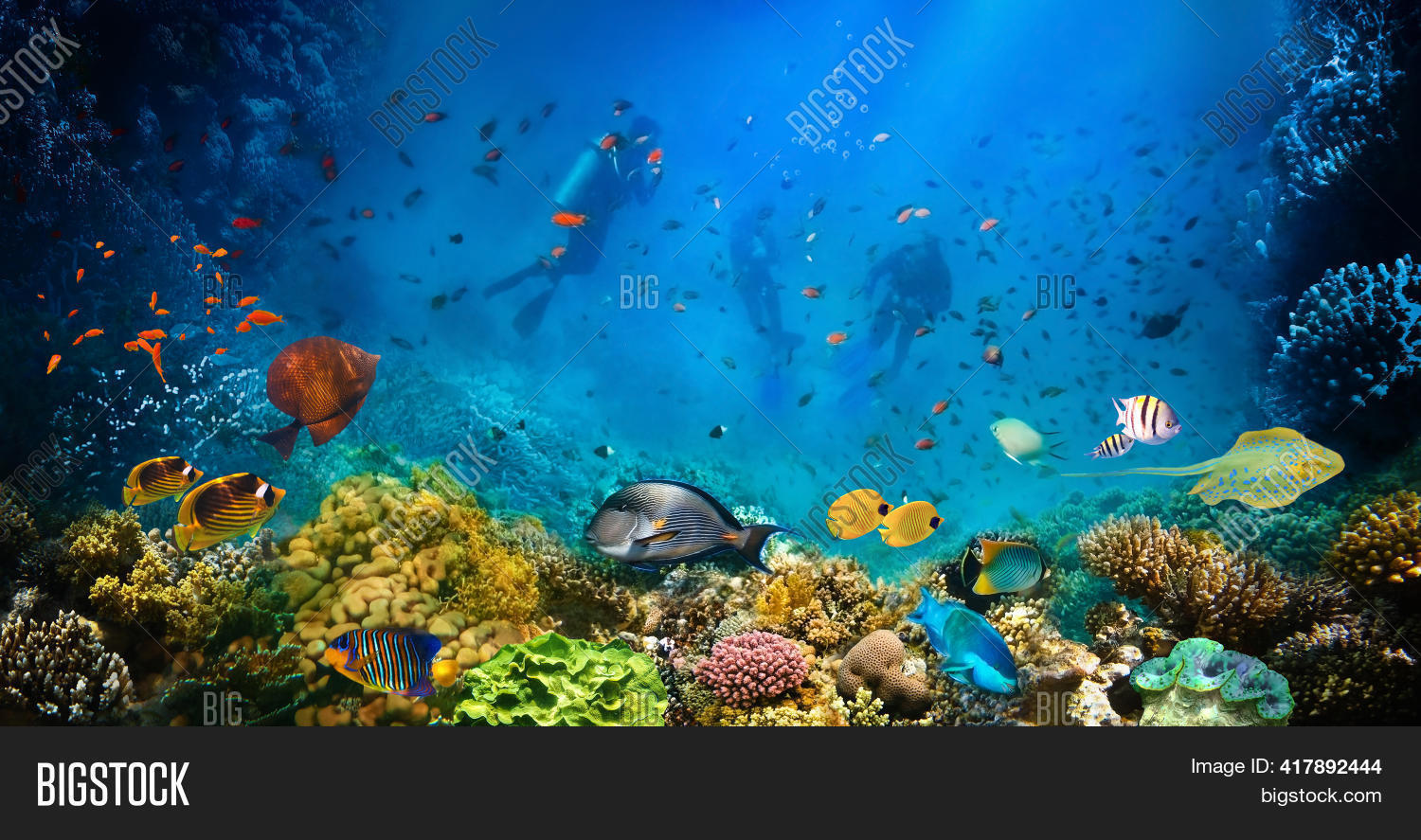 Group Scuba Divers Image & Photo (Free Trial) | Bigstock