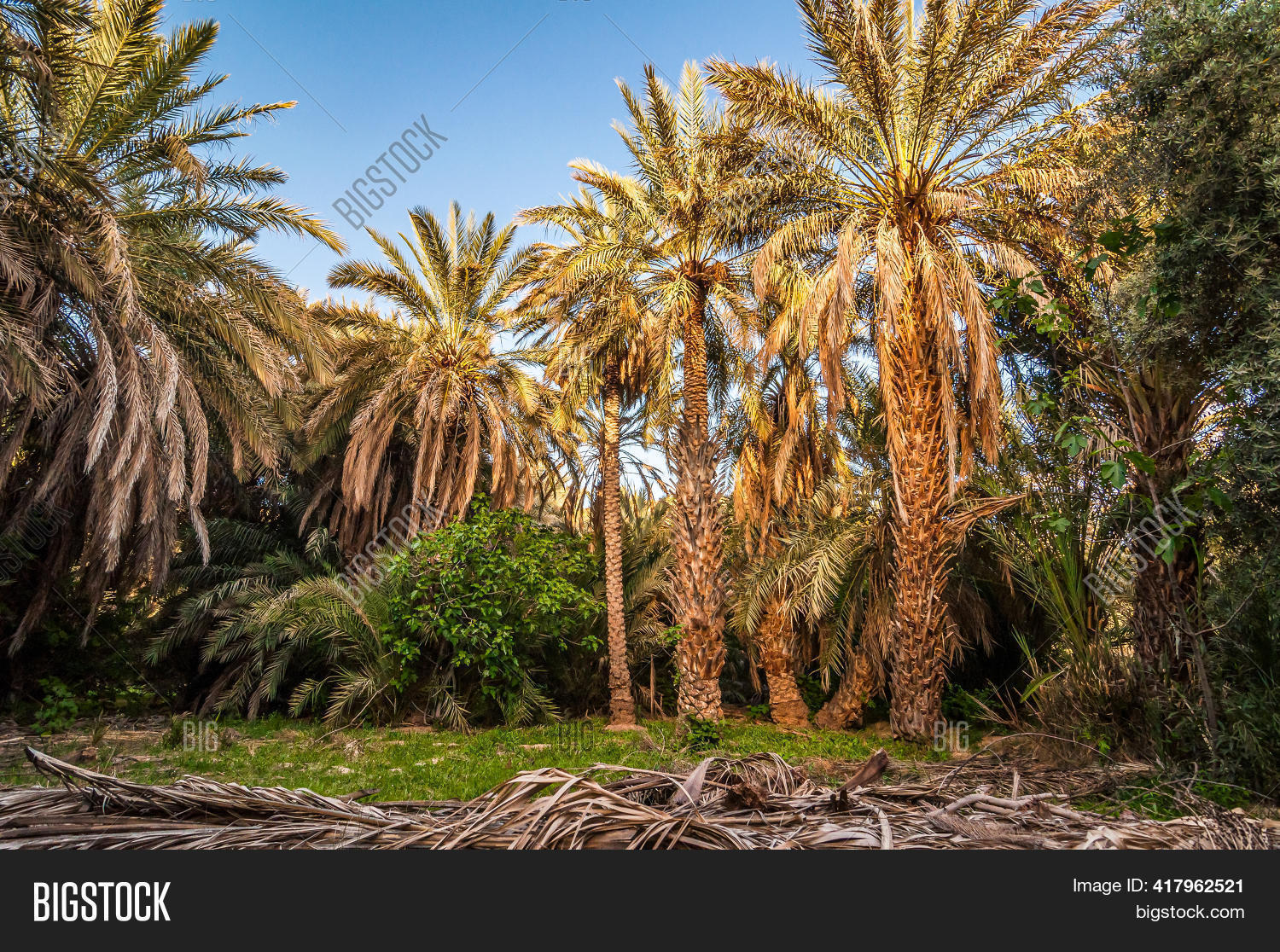 Palm Trees Valley Image & Photo (Free Trial) | Bigstock