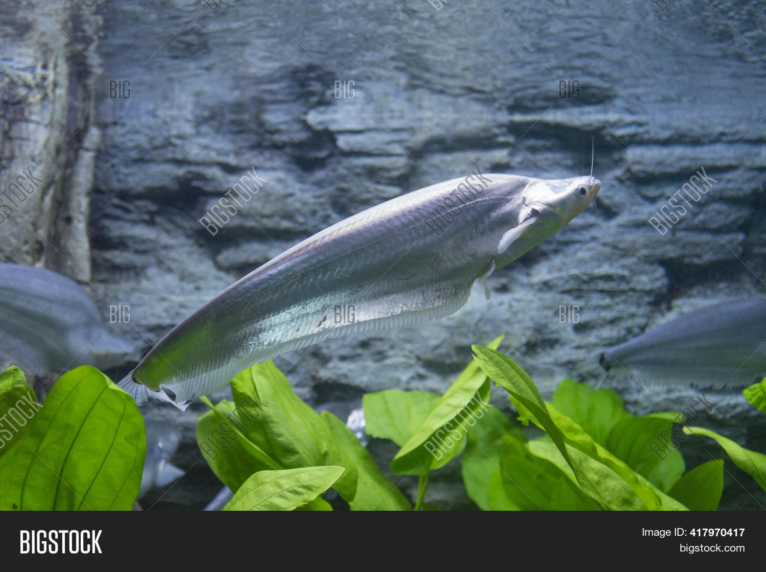 Sheatfish Wels Catfish Image & Photo (Free Trial) | Bigstock