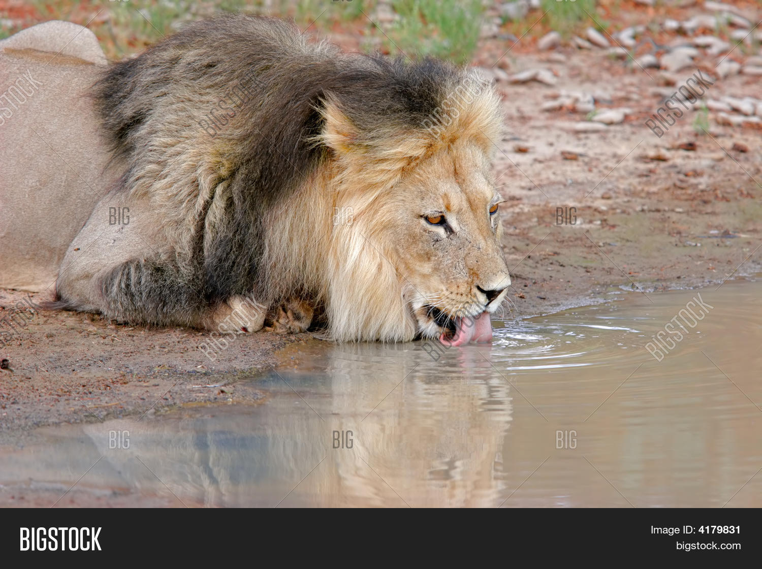 African Lion Drinking Image & Photo (Free Trial) | Bigstock