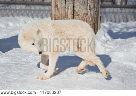 Wild White Wolf Image & Photo (Free Trial) | Bigstock