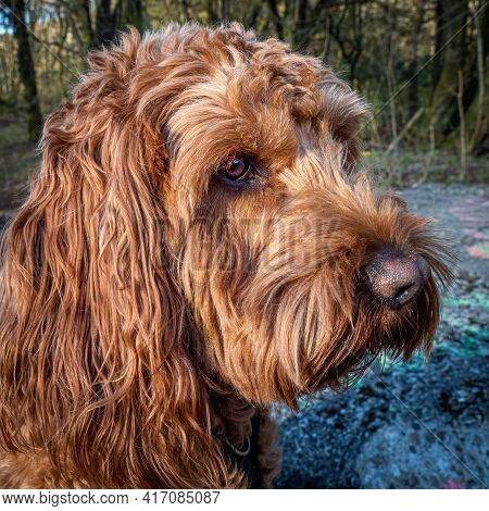 Red Cockapoo Dog Image & Photo (Free Trial) | Bigstock