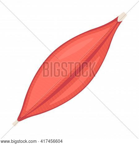 Human Muscle Tissue Vector & Photo (Free Trial) | Bigstock