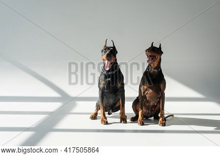 Dobermans Chain Image & Photo (Free Trial) | Bigstock