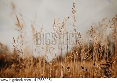 Village Field Dry Tall Image & Photo (Free Trial) | Bigstock