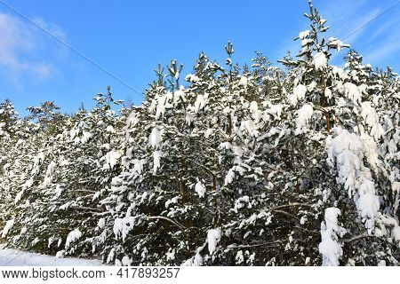 Green Pine Trees Snow Image & Photo (Free Trial) | Bigstock