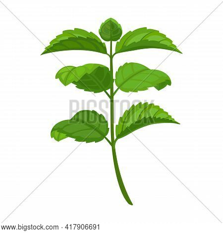 Mint Leaf Cartoon Vector & Photo (Free Trial) | Bigstock