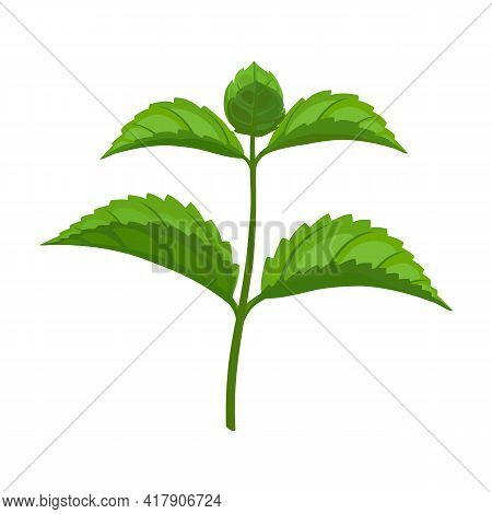 Mint Leaf Cartoon Vector & Photo (Free Trial) | Bigstock