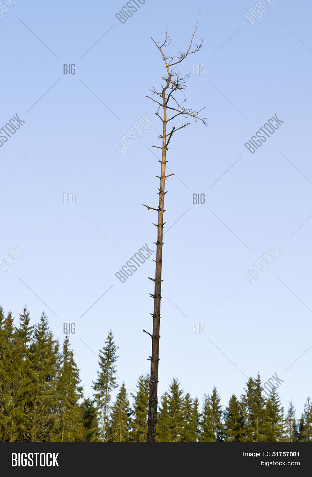 One Single Dead Tree Image & Photo (Free Trial) | Bigstock