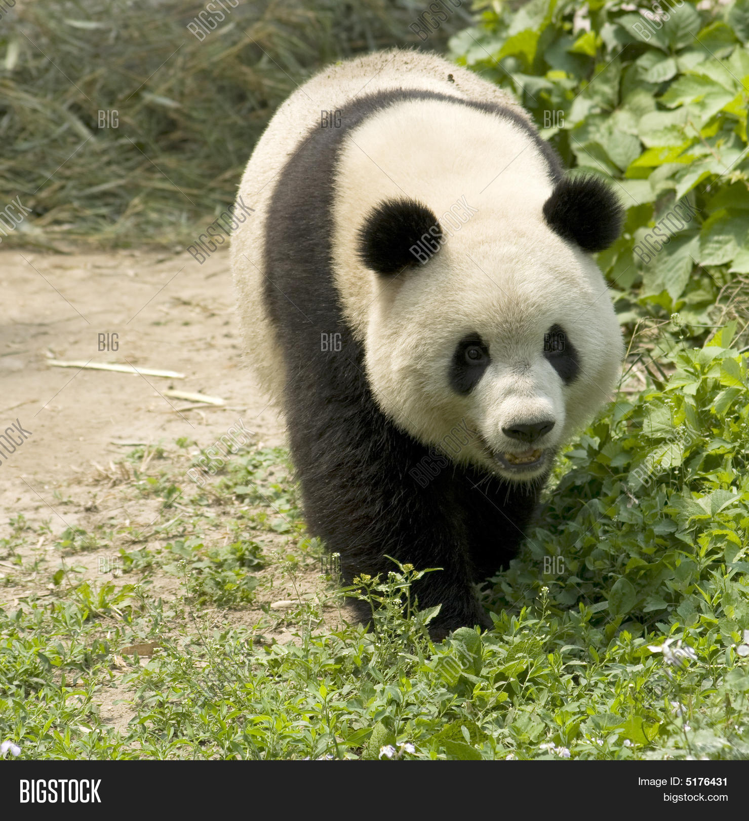 Giant Panda Image & Photo (Free Trial) | Bigstock