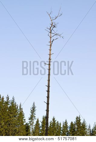 One Single Dead Tree Image & Photo (Free Trial) | Bigstock