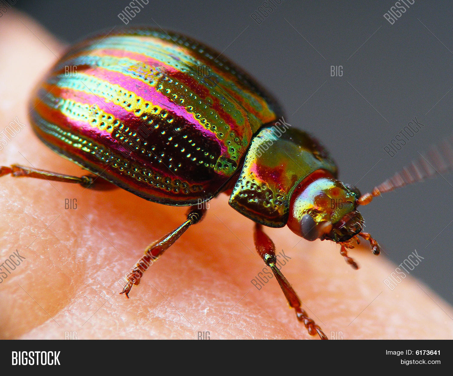 Colourful Beetle Image & Photo (Free Trial) | Bigstock