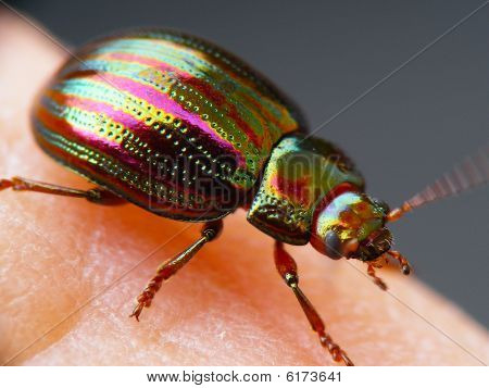 Colourful Beetle Image & Photo (Free Trial) | Bigstock