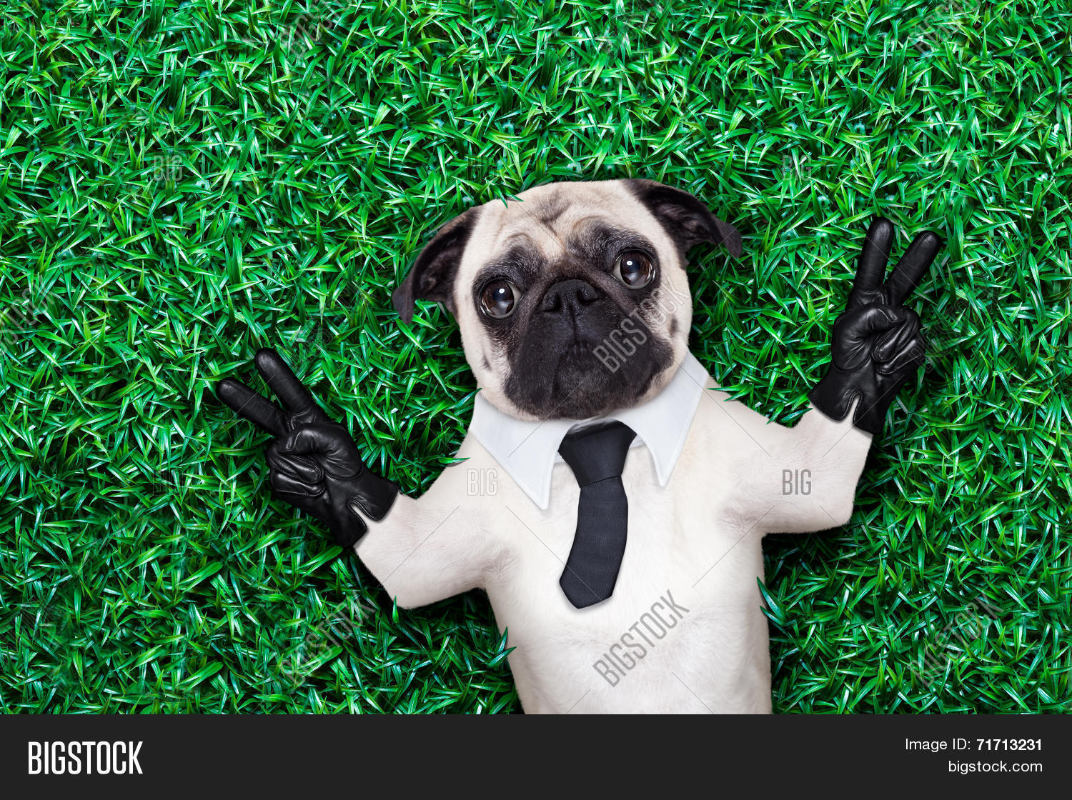 Cool Pug Dog Image & Photo (Free Trial) | Bigstock