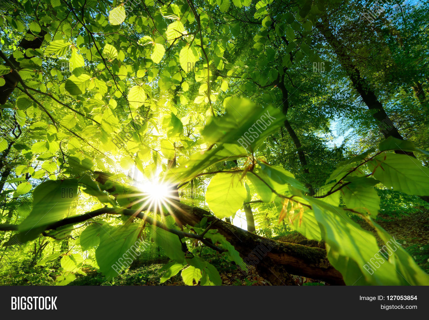 Rays Sunlight Image & Photo (Free Trial) | Bigstock