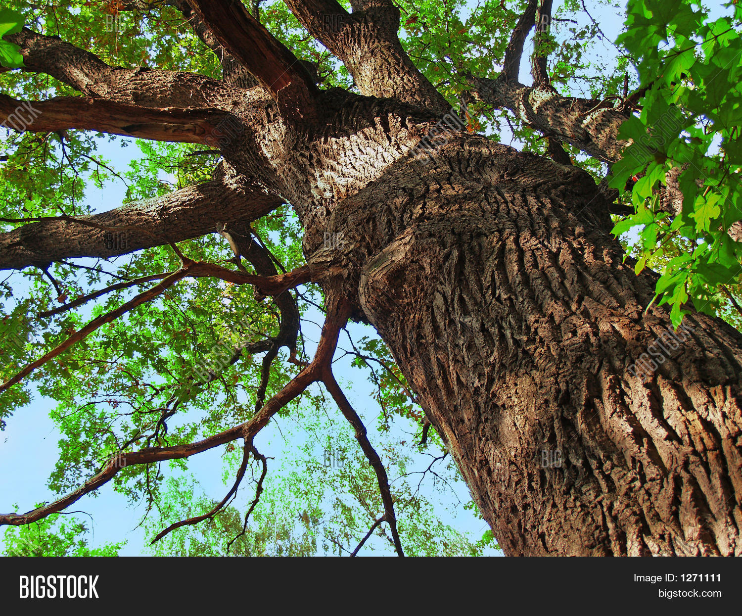 Old Oak Tree Image & Photo (Free Trial) | Bigstock