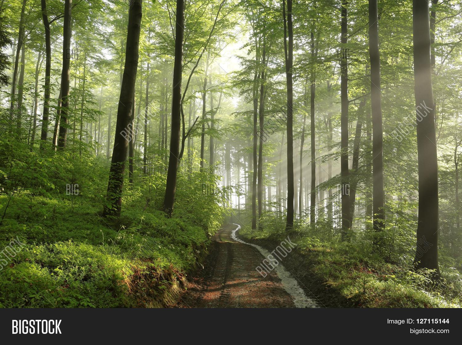 Spring Forest Path Image & Photo (Free Trial) | Bigstock