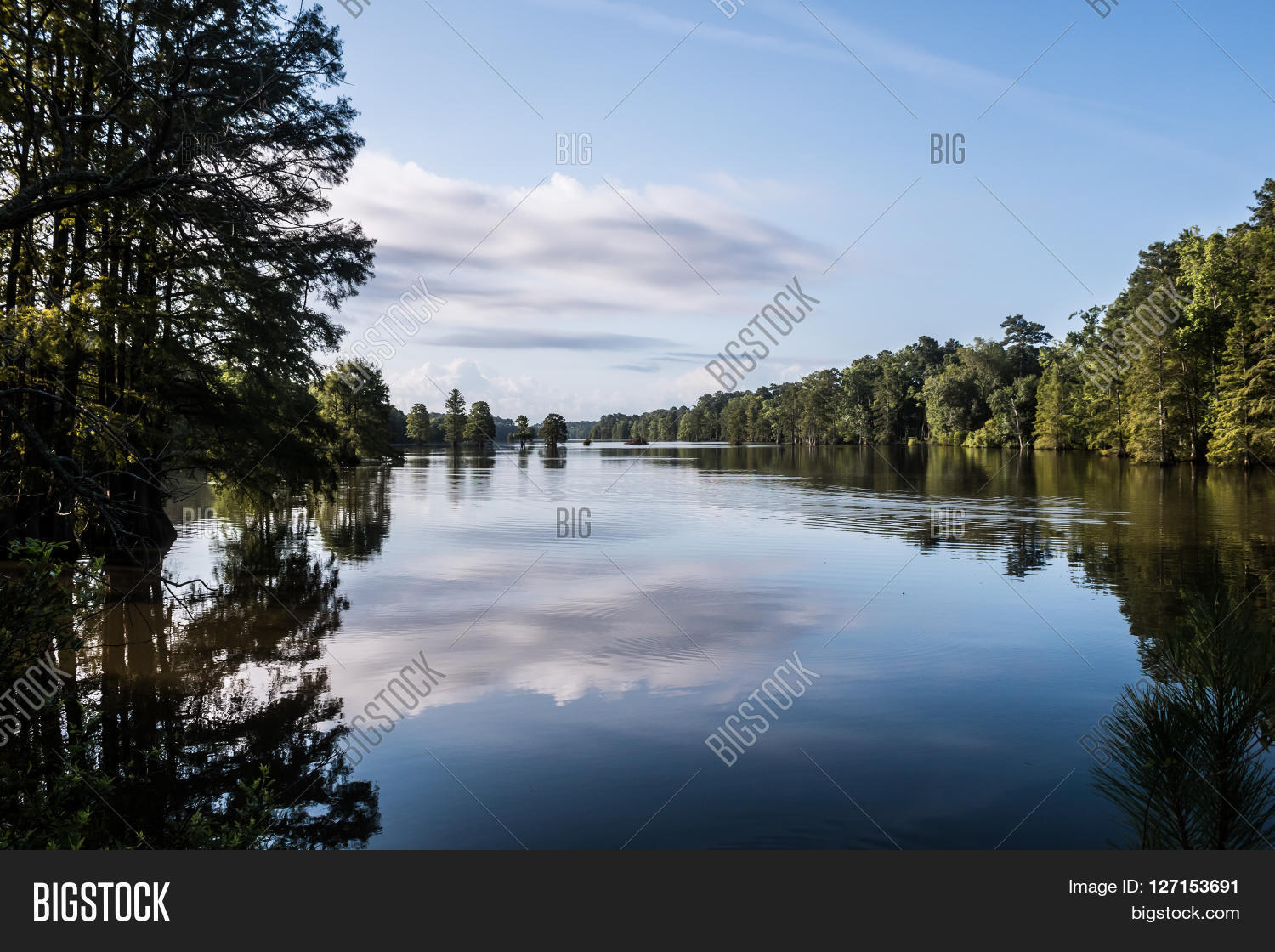 Forest Trees Stumpy Image & Photo (Free Trial) | Bigstock