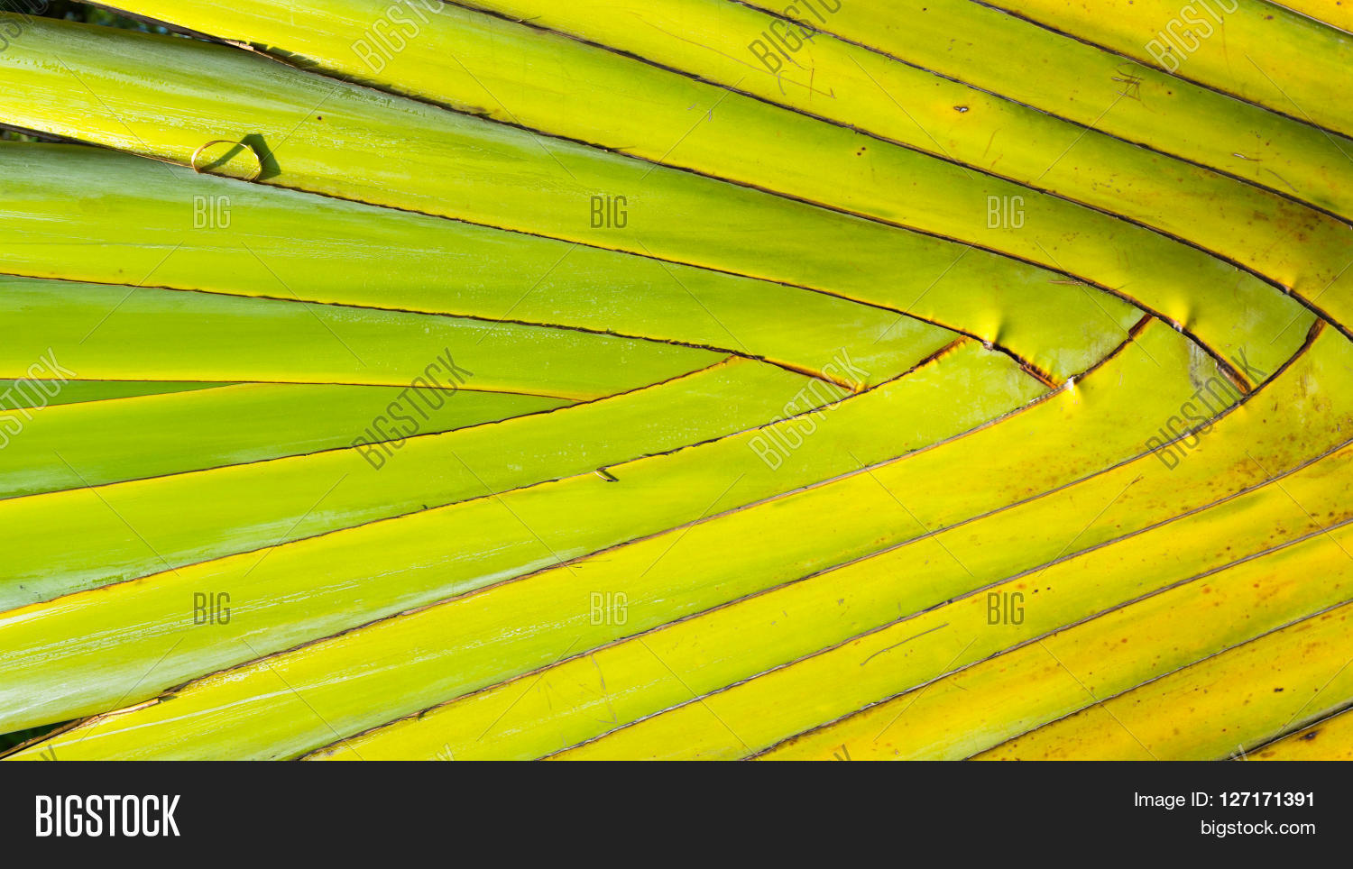Stalk Leaf Bases On Image & Photo (Free Trial) | Bigstock