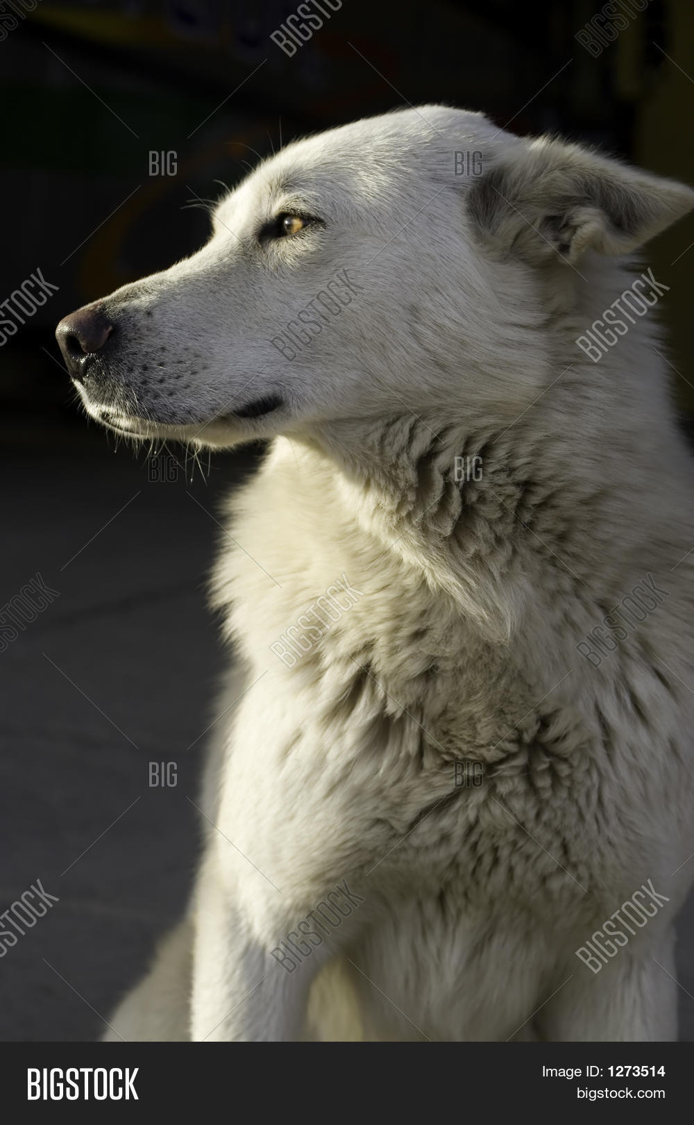 Malamute Labrador Image & Photo (Free Trial) | Bigstock