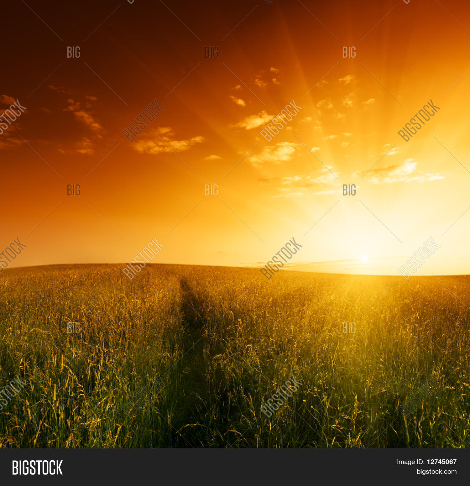 Field Grass Sunset Image & Photo (Free Trial) | Bigstock
