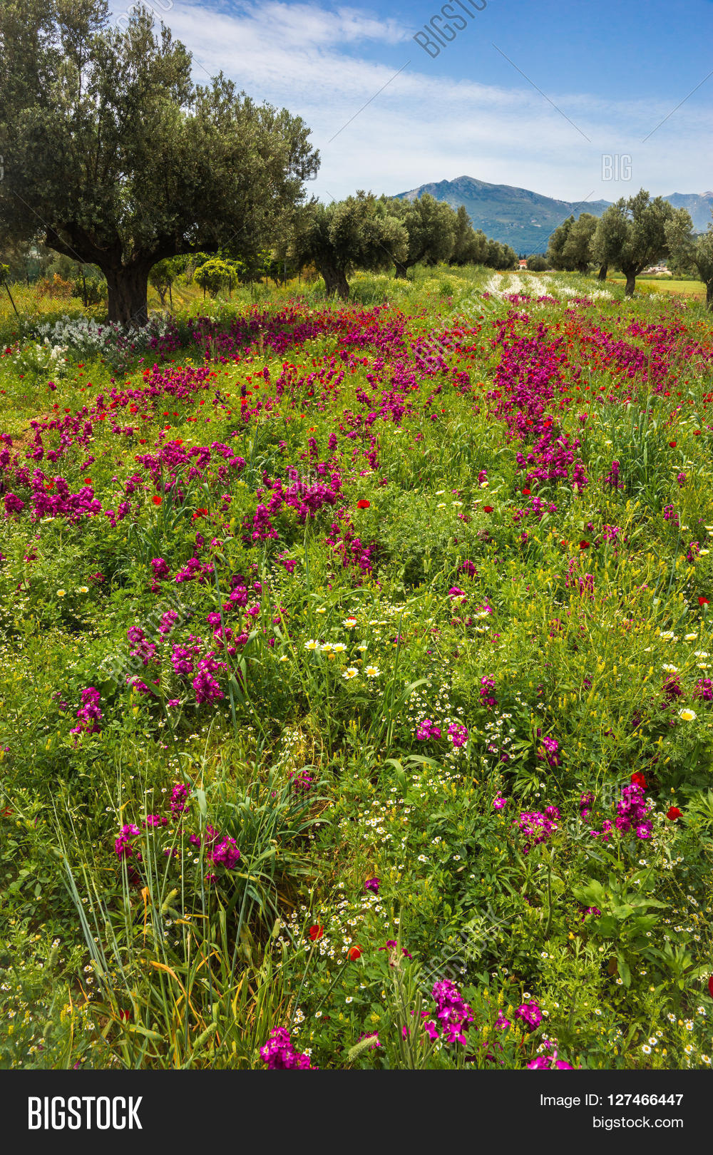 Field Colorful Spring Image & Photo (Free Trial) | Bigstock