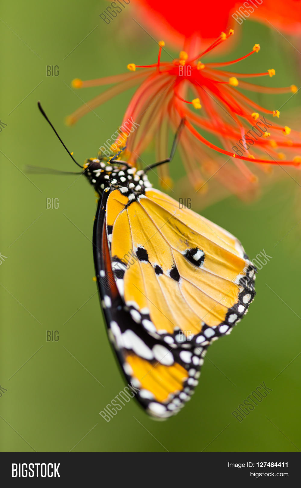 Beautiful Plain Tiger Image & Photo (Free Trial) | Bigstock