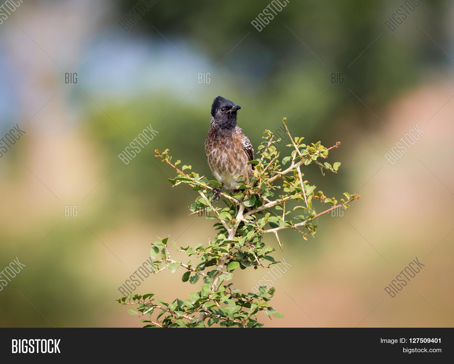 Red-vented Bulbul Image & Photo (Free Trial) | Bigstock